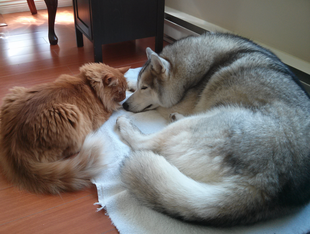 Nap time 2 - A Husky Life