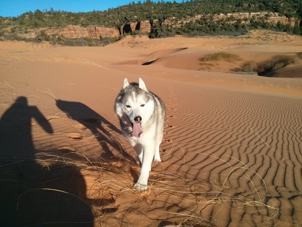 Desert Dog - A Husky Life