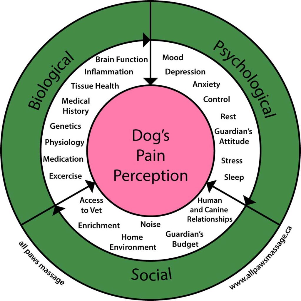 How Do Dogs Perceive Pain: Biopsychosocial Model of Pain in Dogs - A ...